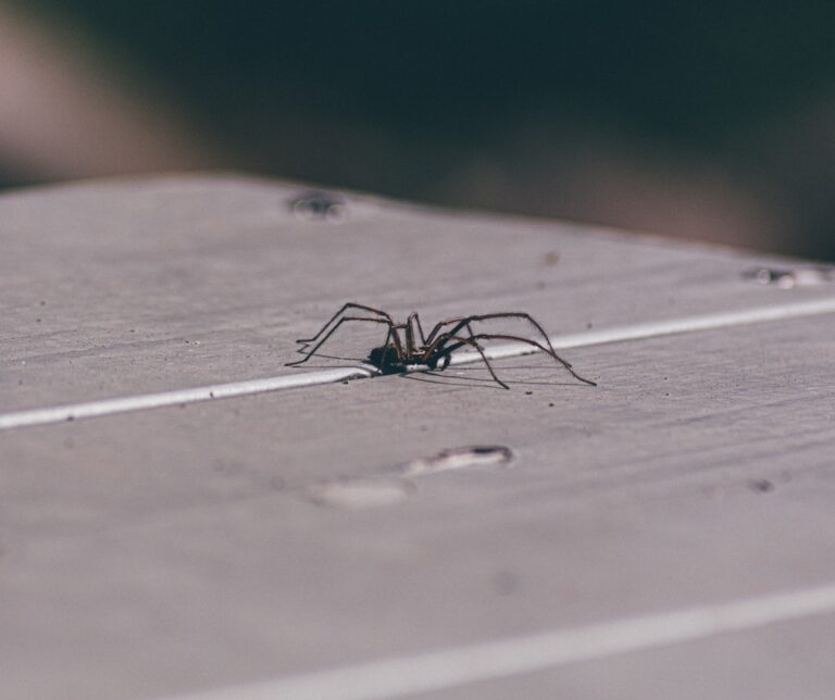 How Many Spiders Do You Eat in Your Sleep? - The Sleep Matters Club