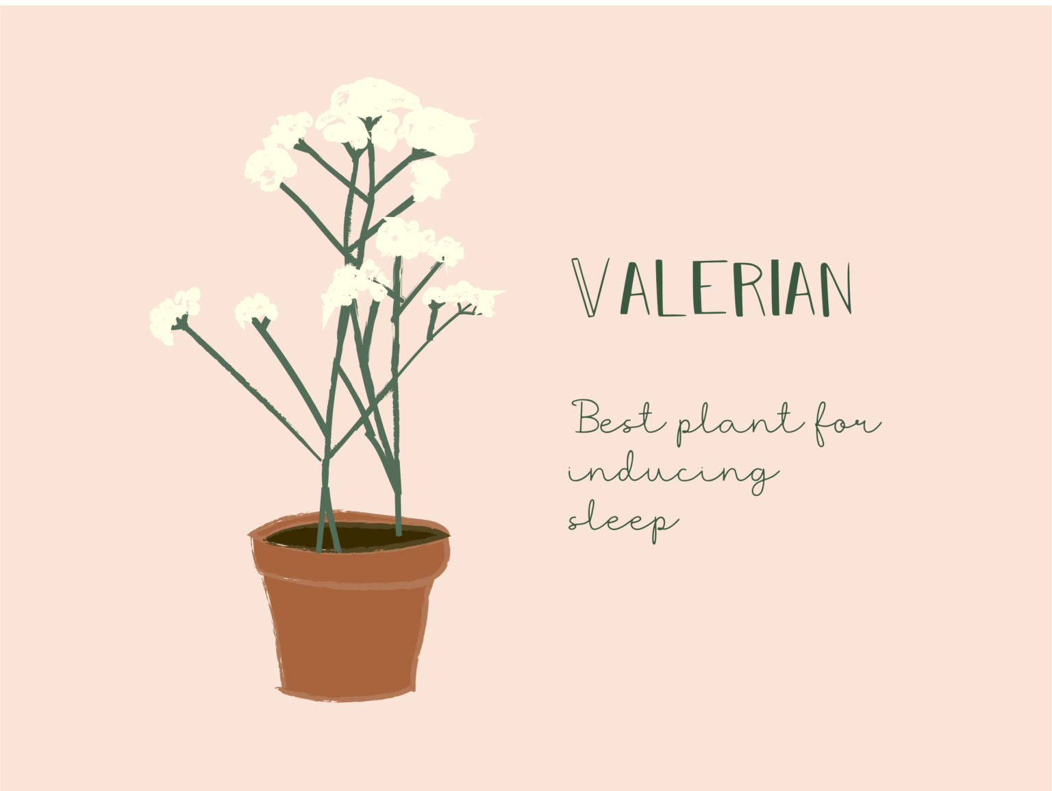 11 Bedroom Plants to Help You Sleep - The Sleep Matters Club