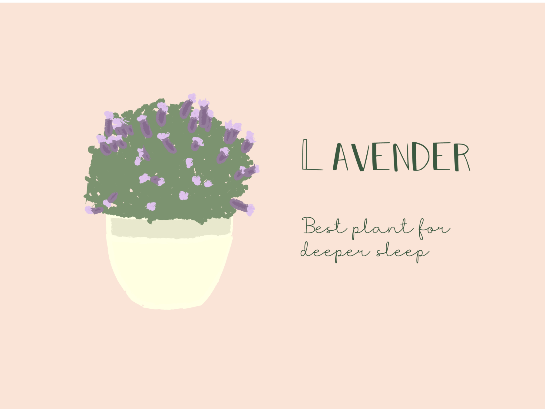 11 Bedroom Plants to Help You Sleep - The Sleep Matters Club