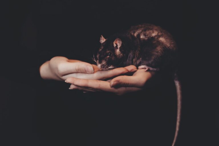 What Do Rat Dreams Mean? | Sleep Matters Club