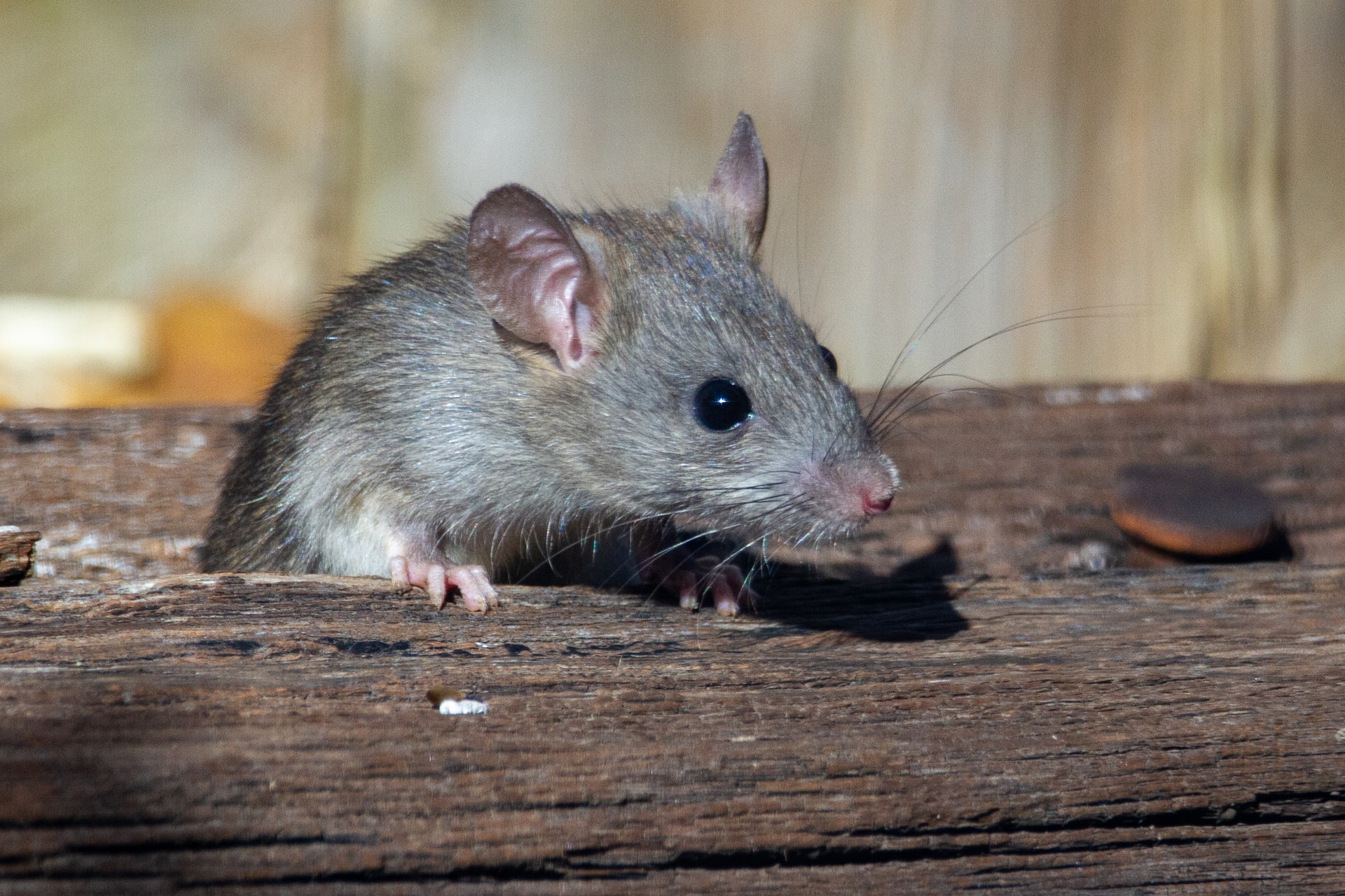 What Do Rat Dreams Mean? | Sleep Matters