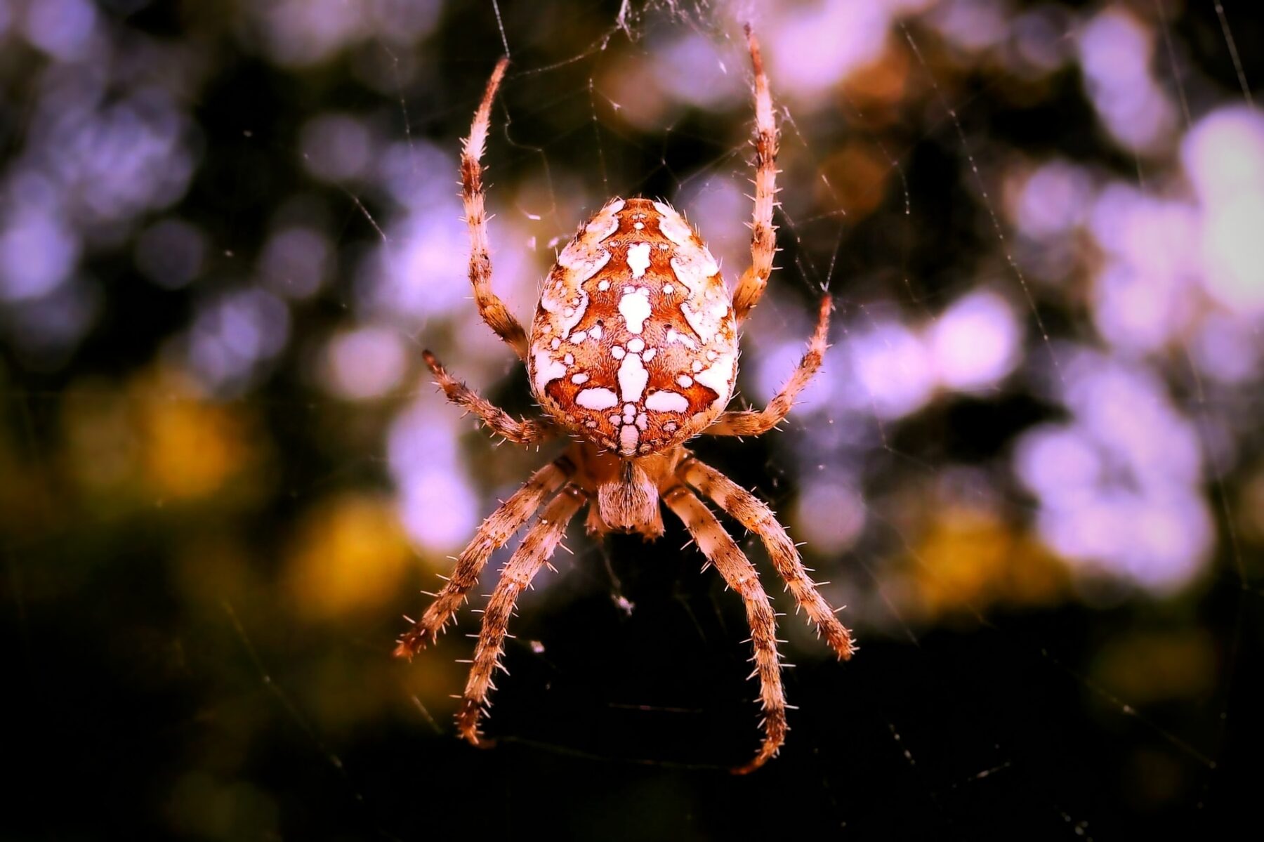 How Many Spiders Do You Eat in Your Sleep? - The Sleep Matters Club