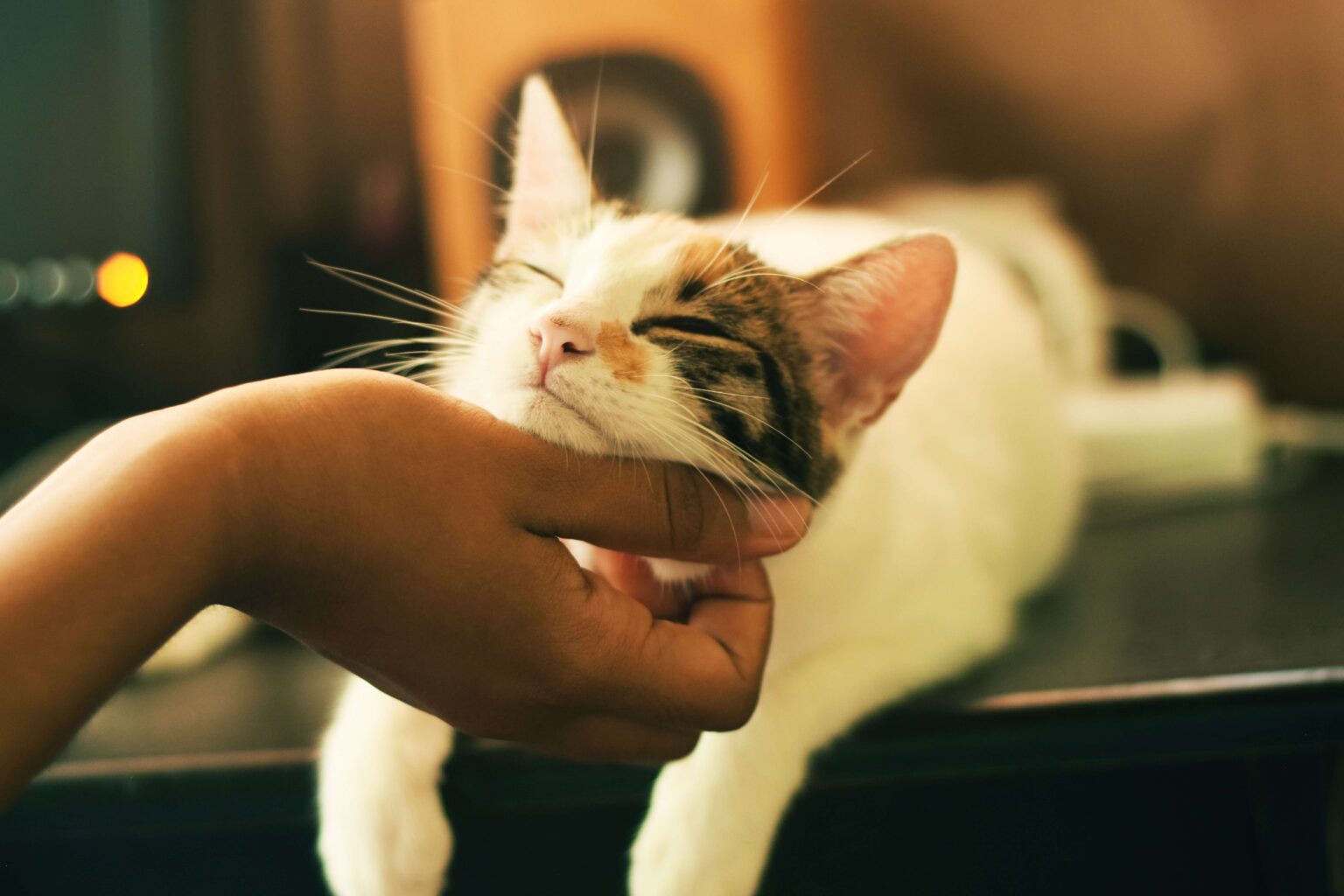 The Power of Cat Naps to Boost Your Well-Being