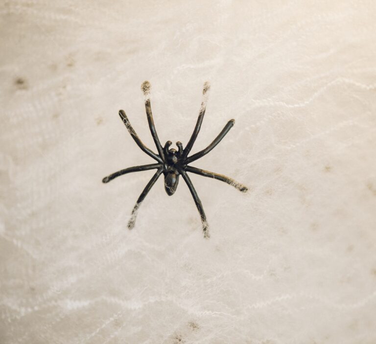 How Many Spiders Do You Eat in Your Sleep? - The Sleep Matters Club