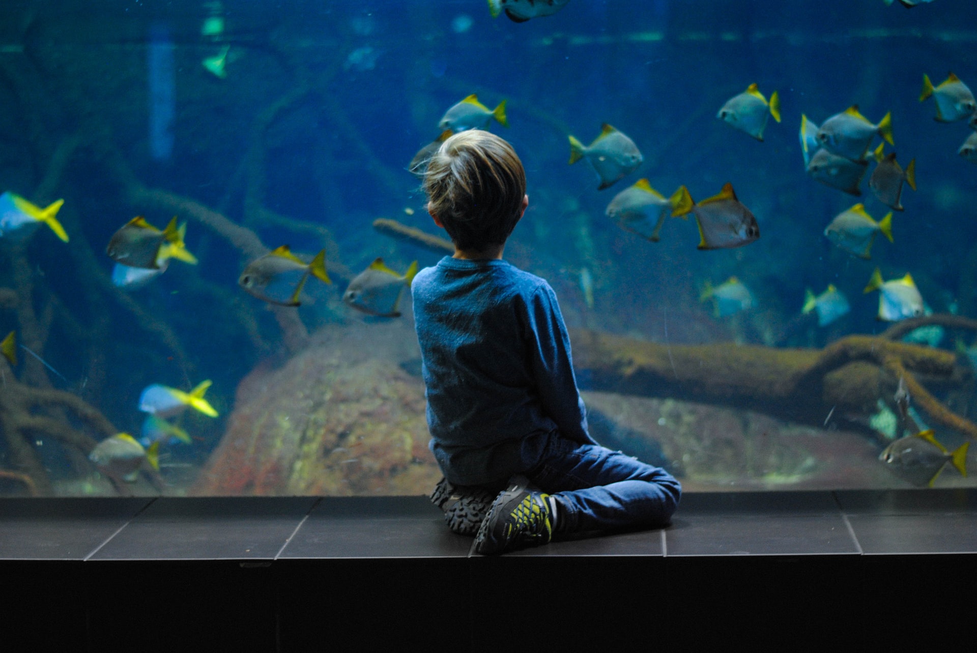 Do Fish Sleep? Fish Sleeping Habits Explained